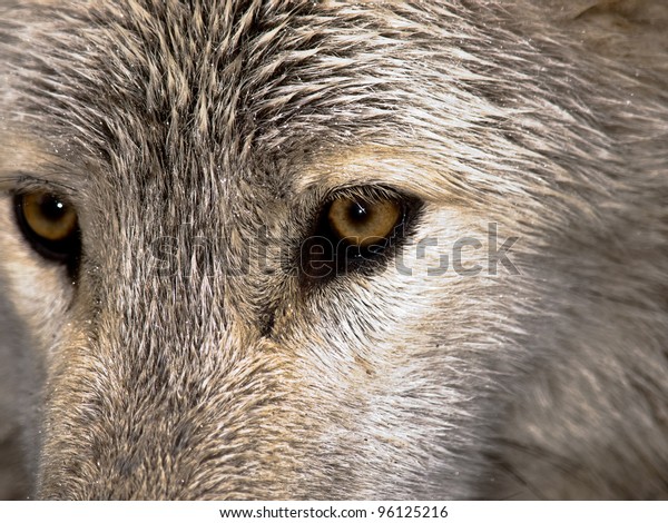 Wolf Stare Stock Photo 96125216 | Shutterstock