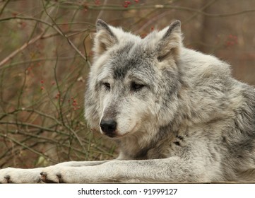 Arctic Wolf Canis Lupus Arctos Aka Stock Photo (Edit Now) 1252343710
