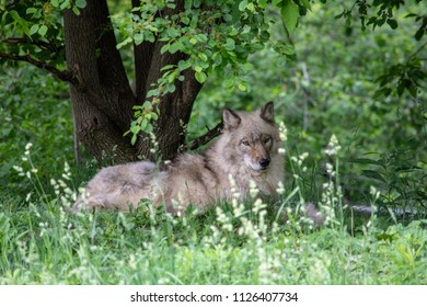 50 imágenes de Wolf hund - Imágenes, fotos y vectores de stock ...