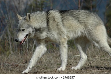 Wolf Walking Forest Stock Photo 1968257 | Shutterstock