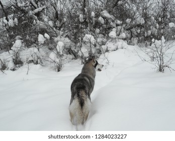Wolf Wild Back View Stock Photo 1284023227 | Shutterstock