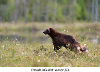450 Bog cats Images, Stock Photos & Vectors | Shutterstock