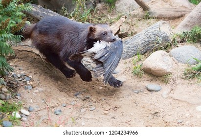 Wolverine Imágenes, fotos y vectores de stock | Shutterstock