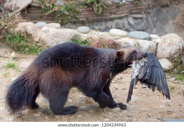 Wolverine caught the bird. Wolverine is the largest representative of ...