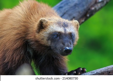 155 Wolverine teeth Images, Stock Photos & Vectors | Shutterstock