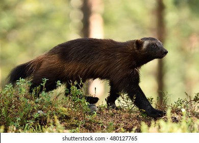 141 Wolverine Walking Images, Stock Photos & Vectors | Shutterstock
