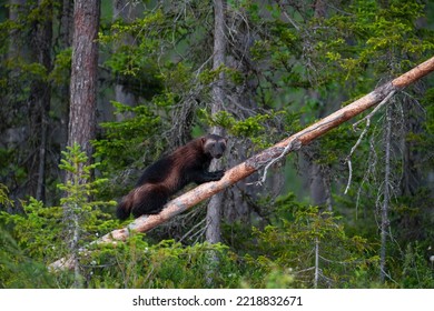 Wolverine Climbing On Tree Stock Photo 481863028 | Shutterstock