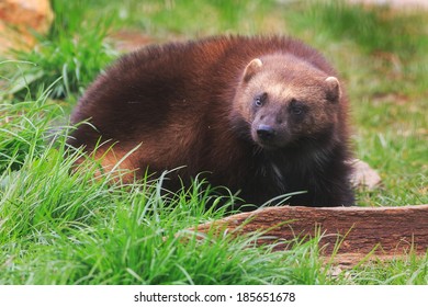 155 Wolverine teeth Images, Stock Photos & Vectors | Shutterstock