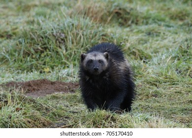 Wolverine Gulo Gulo Stock Photo 705170410 | Shutterstock