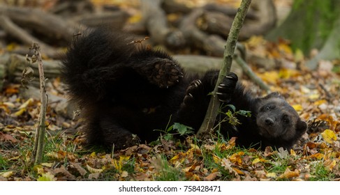 Wolverine Gulo Gulo Stock Photo 758428471 | Shutterstock