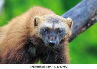 155 Wolverine teeth Images, Stock Photos & Vectors | Shutterstock