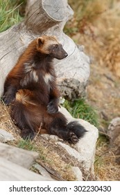 155 Wolverine teeth Images, Stock Photos & Vectors | Shutterstock