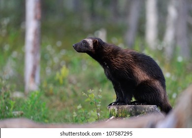 2,417 Wolverine animal Images, Stock Photos & Vectors | Shutterstock