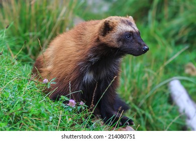 155 Wolverine teeth Images, Stock Photos & Vectors | Shutterstock
