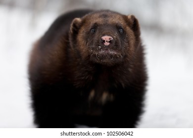 238 Wolverine Snow Images, Stock Photos & Vectors | Shutterstock