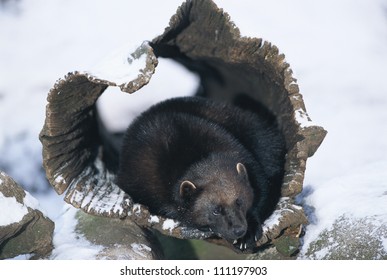 238 Wolverine Snow Images, Stock Photos & Vectors | Shutterstock