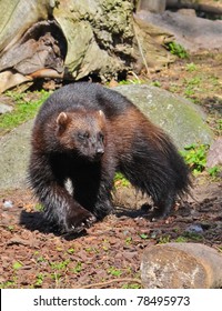 Wolverines Stock Photo 78495973 | Shutterstock