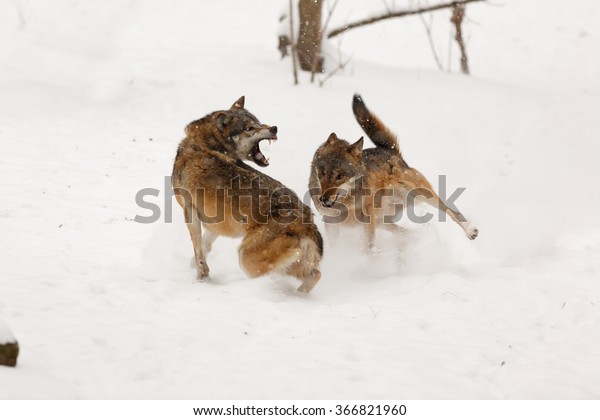 Wolves Attacking Each Other Stock Photo (Edit Now) 366821960
