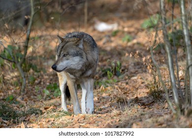 159,730 Loup animal Stock Photos, Images & Photography | Shutterstock