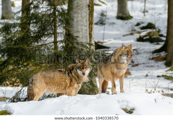 Wolves Forest Stock Photo (Edit Now) 1040338570