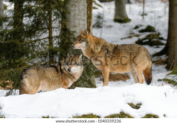 Wolves Forest Stock Photo 1040339236 | Shutterstock
