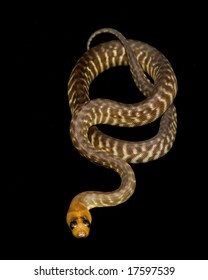Albino Reticulated Python Python Reticulatus On库存照片21872899 | Shutterstock