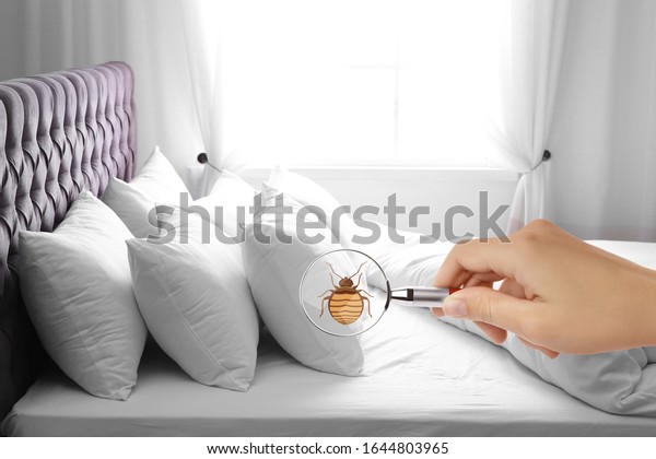 Woman Magnifying Glass Detecting Bed Bug Stock Photo (Edit Now) 1644803965 Woman Magnifying Glass Detecting Bed Bug Stock Photo (Edit Now) 1644803965