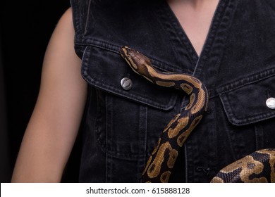 Woman Royal Python Stock Photo 615888128 | Shutterstock