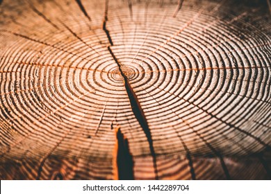 Wood Log Pattern Pattern Backgrounds Texture Stock Photo 1442289704 ...