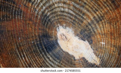 46,181 Tree Age Rings Stock Photos, Images & Photography | Shutterstock