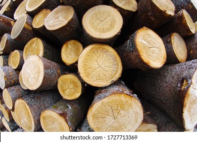 478 Cut wooden trunk side view Images, Stock Photos & Vectors ...