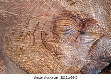 19,288 Inside Tree Texture Images, Stock Photos & Vectors | Shutterstock