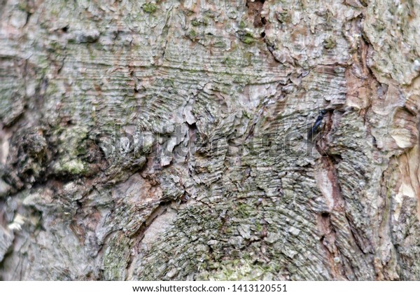 Wood Tree Surface Texture Background Stock Photo 1413120551 | Shutterstock