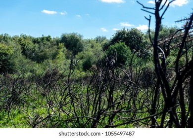 80 Quantock forest Images, Stock Photos & Vectors | Shutterstock