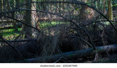 80 Quantock forest Images, Stock Photos & Vectors | Shutterstock