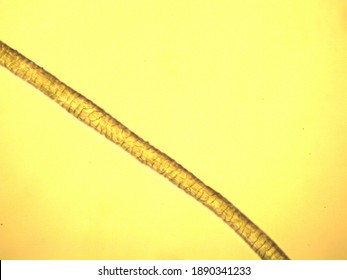 Dog Hair Under Microscope Stock Photo 1890340498 | Shutterstock