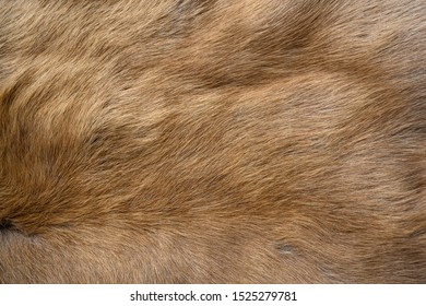 307 Reindeer Skin Patterns Images, Stock Photos & Vectors | Shutterstock