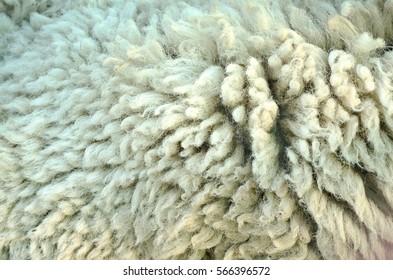 Wool Sheep Stock Photo 566396572 | Shutterstock