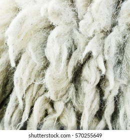 Wool Sheep Stock Photo 570255649 | Shutterstock
