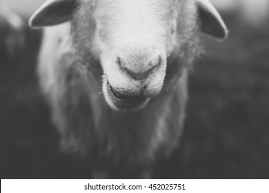 Wool Sheep Face Stock Photo (Edit Now) 452025751
