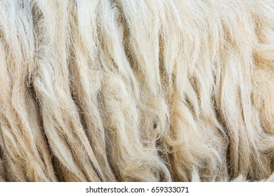 Wool Texture Background Real Wool Background Stock Photo 659333071 ...