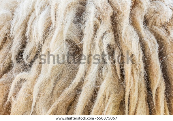 Wool Texture Background Real Wool Background Stock Photo (Edit Now ...