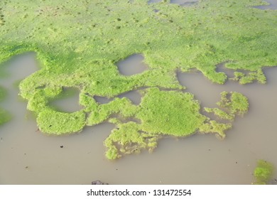 137 Globe algae Images, Stock Photos & Vectors | Shutterstock