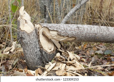 3,122 Beaver Cutting Tree Images, Stock Photos & Vectors | Shutterstock