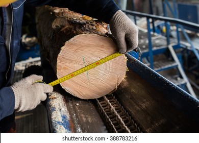 Worker Measures Diameter Log Stock Photo 388783216 | Shutterstock