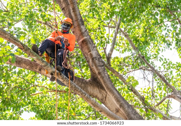 Worker On Giant Tree Stock Photo 1734066923 | Shutterstock
