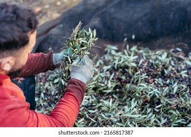 4,109 Olive worker Images, Stock Photos & Vectors | Shutterstock