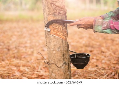 Worker Tapping Rubber Tree Getting Rubber Stock Photo 562764679 ...
