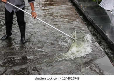 Worker Use Squeegee Squeeging Water Floor Stock Photo 1244925949 ...