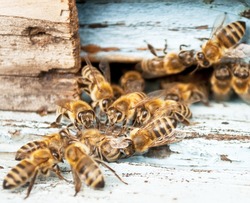 Bee containing beeswax, cell, and nature, an Animal Photo by Byrdyak